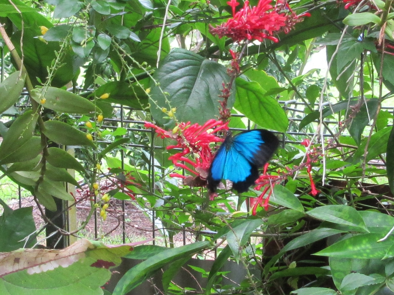 Ulysses butterfly