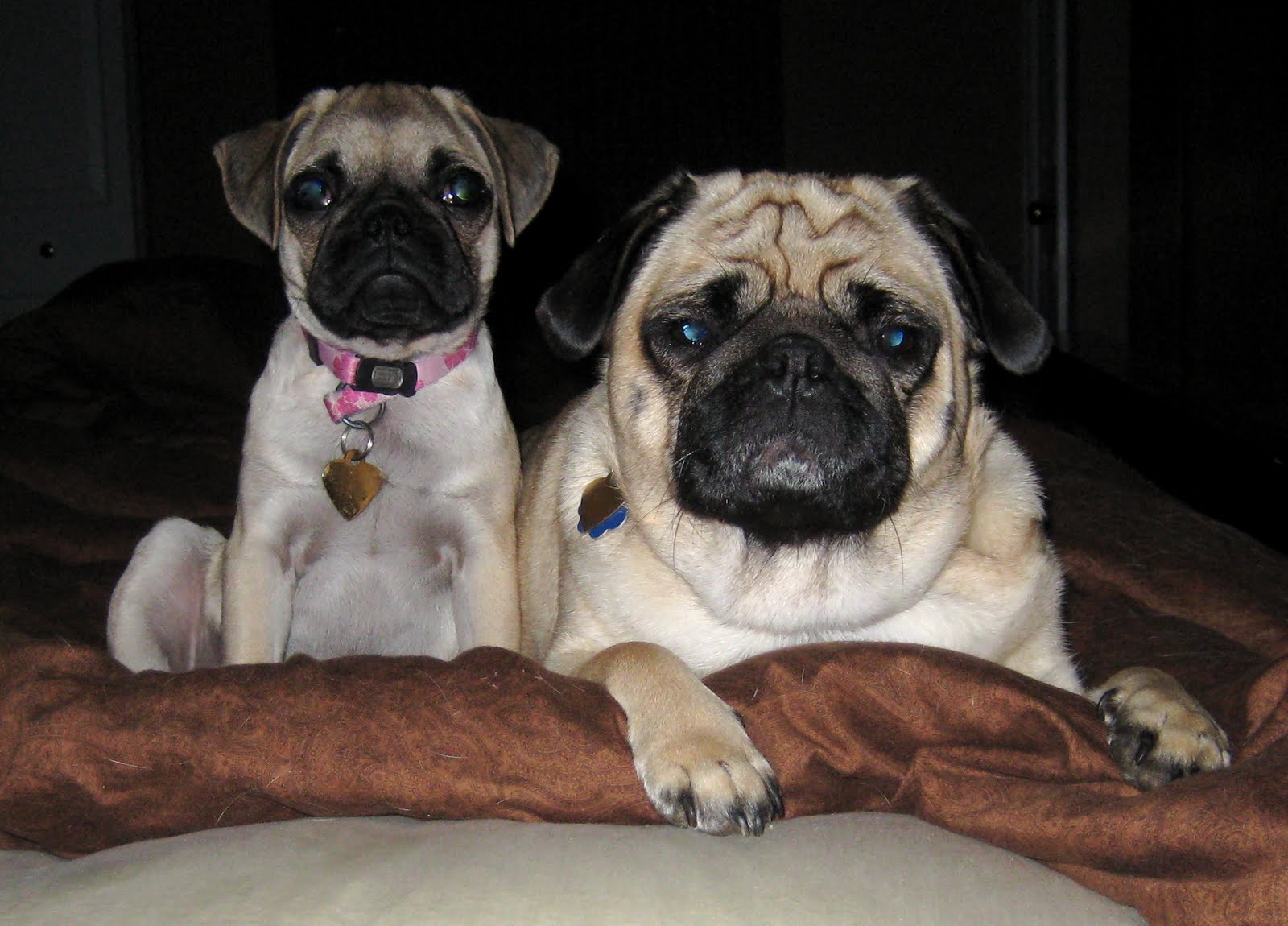 Forever Circling Normal: Dogs