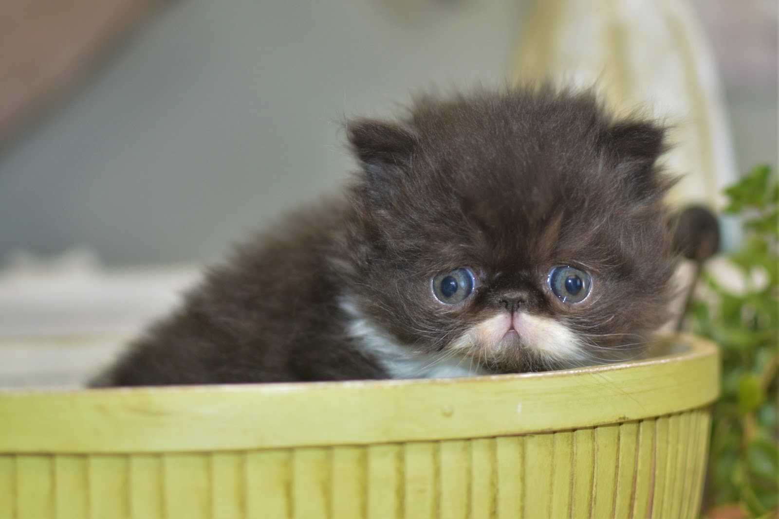 Exotic Shorthairs and Persians in Idaho Kittens on their way!: Legolas ...