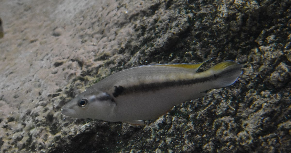 ZOOTOGRAFIANDO (6.100 ANIMALS): MATAGUARO CHUI / PROTEUS PIKE CICHLID ...