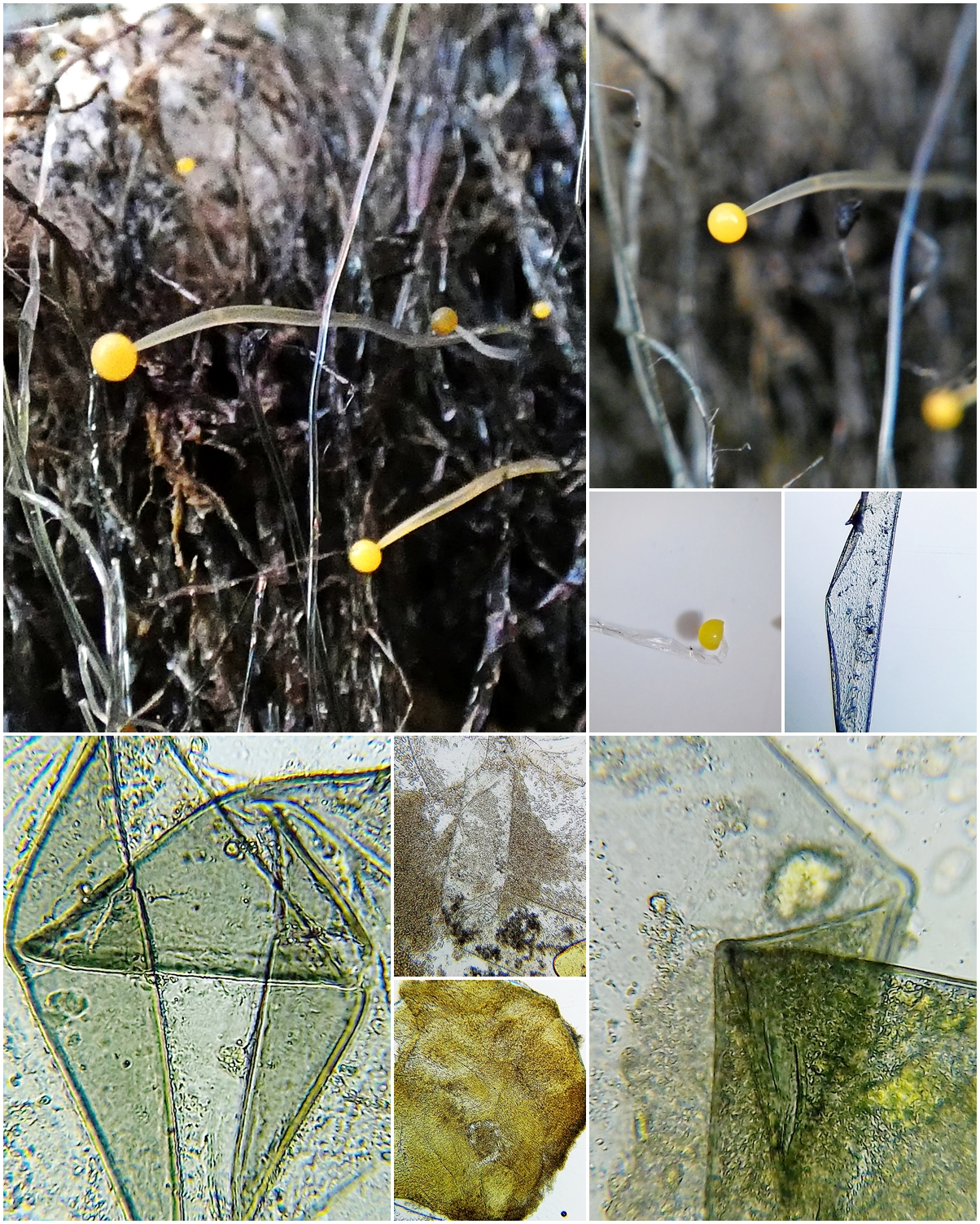 Setas y Hongos de Tineo : PHYCOMYCES NITENS (C. Agardh) Kunze