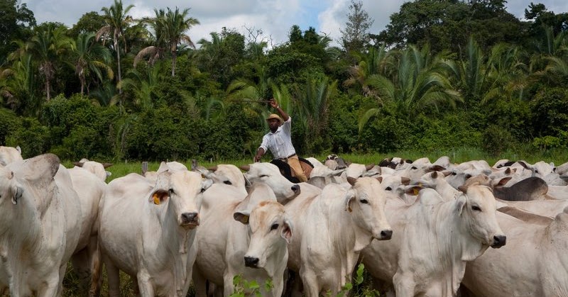The Planet Press: In pictures - cattle farming in the Amazon