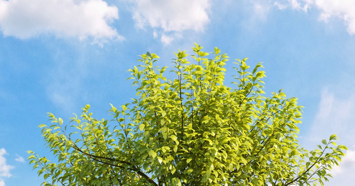 Trees Planet: Prunus padus - Bird Cherry