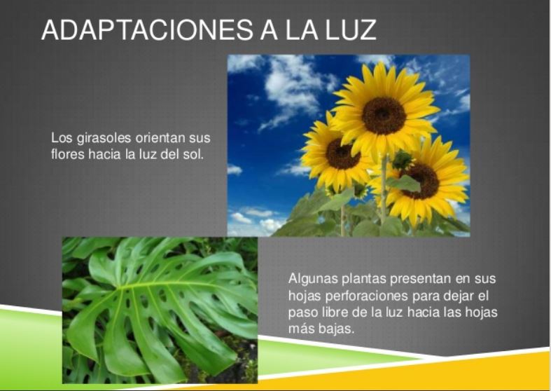 SEGUNDOMONSALUD: Adaptaciones de las plantas.