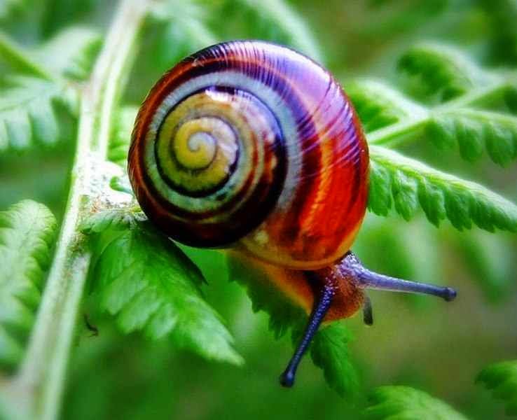 Some of the most beautiful snails you've ever seen!