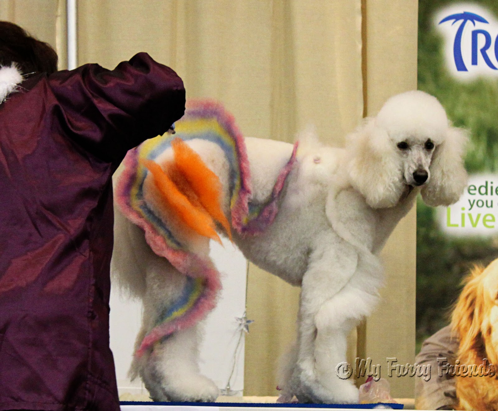 Pet Grooming: The Good, The Bad, & The Furry: The Making of a Creative ...