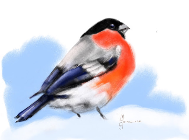 Birds: Bullfinch