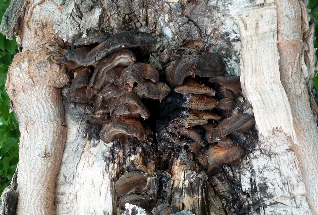 Светлинки от Даши: Фото марафон - цвет шоколад с коричневым