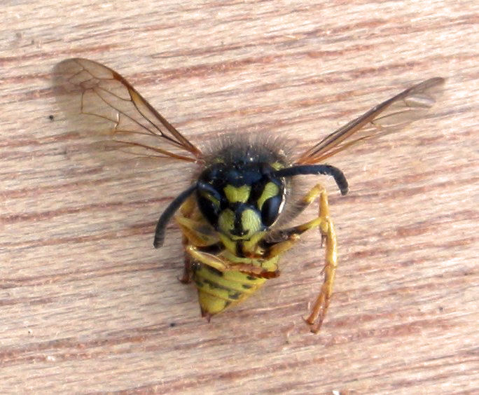 Schetsen uit het land van de Averni: Aziatische Frelon (hoornaar)