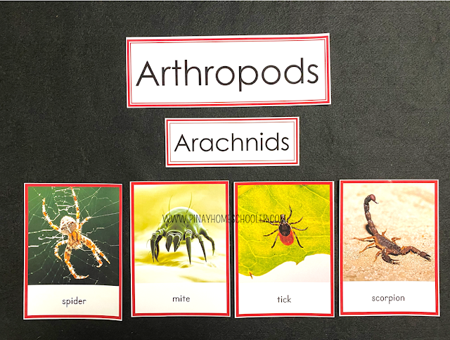 The Arthropods Learning Material (with FREE Files) | The Pinay Homeschooler