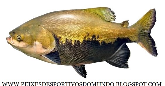PEIXES DESPORTIVOS DO MUNDO: O PACÚ - Colossoma macropomum (Cuvier, 1816)