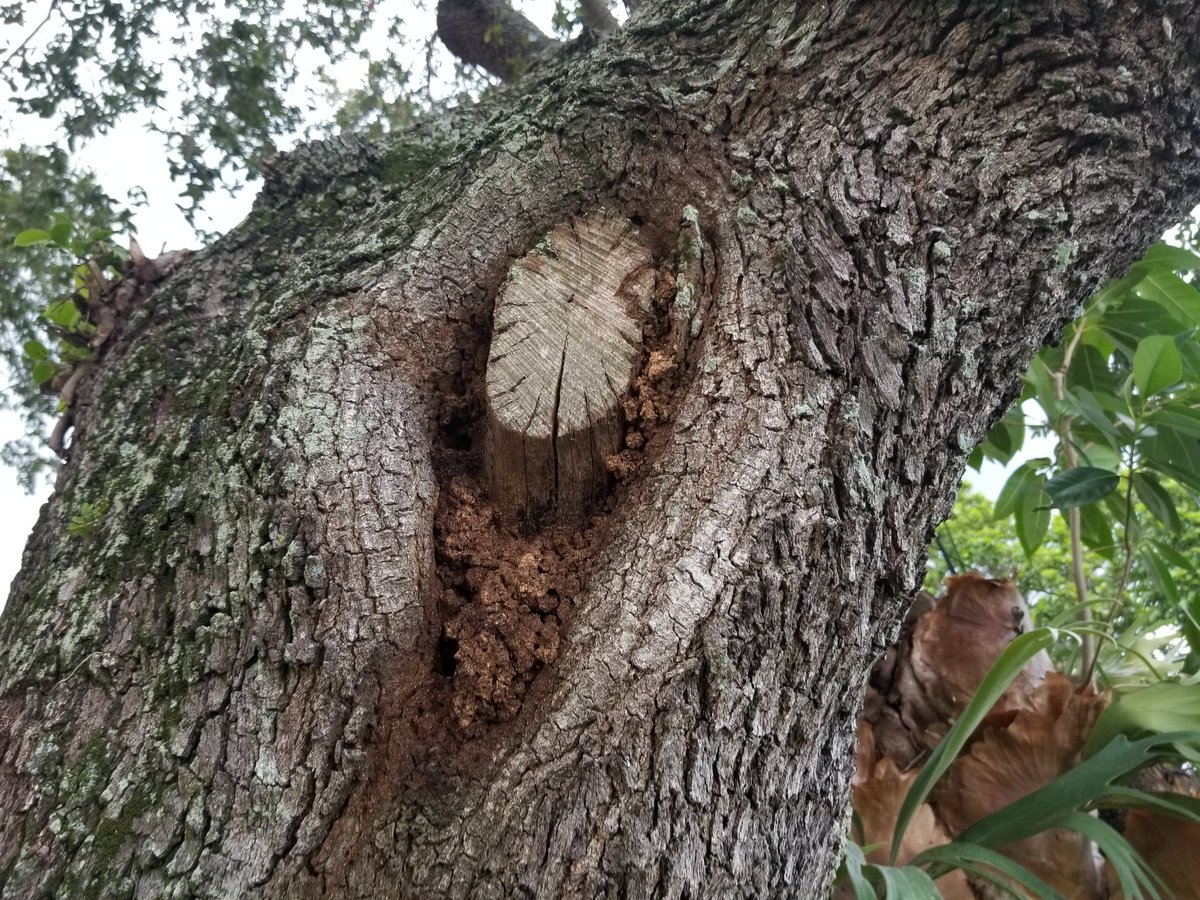 Do Termites Eat Live Oak Trees at Dennis Raleigh blog