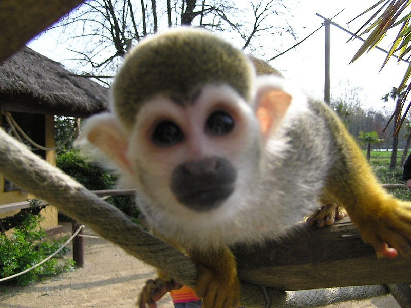 Tudo Sobre Mamíferos: O Macaco