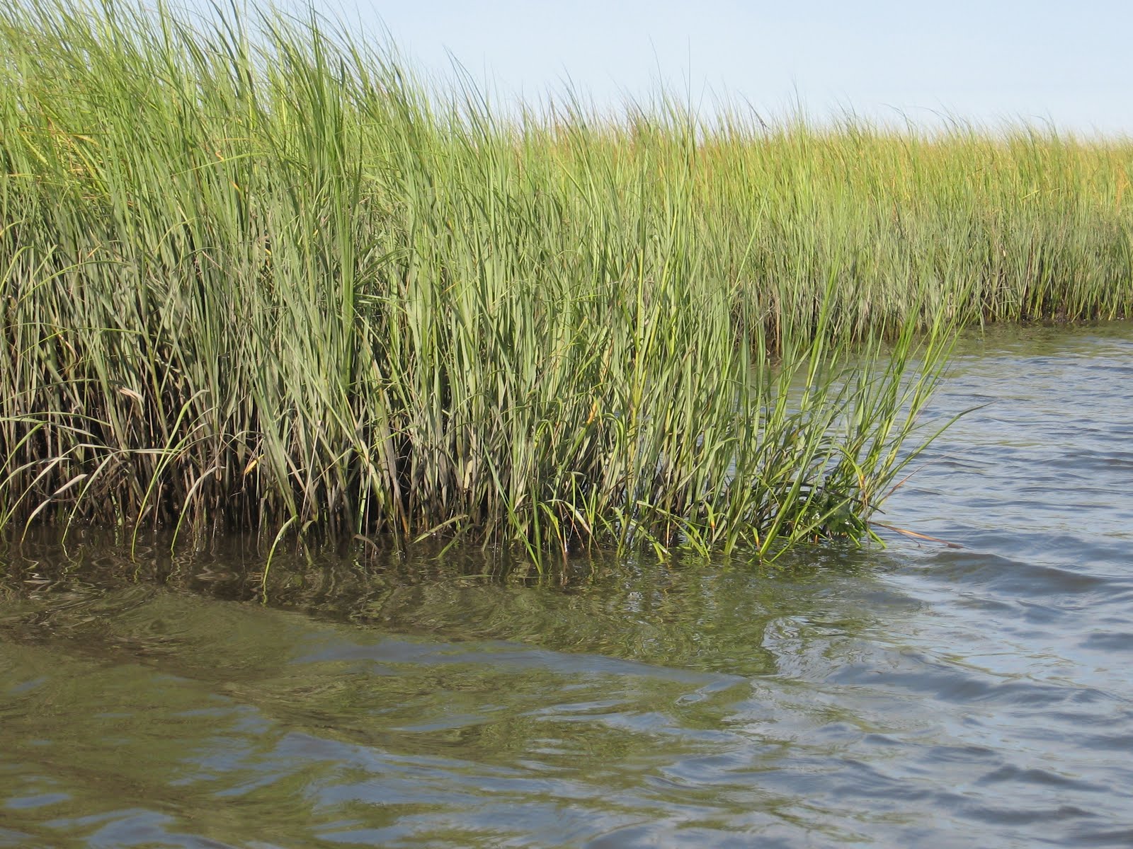 Bay Grasses (Psalm 90:4-6) - Rachel G. Hackenberg
