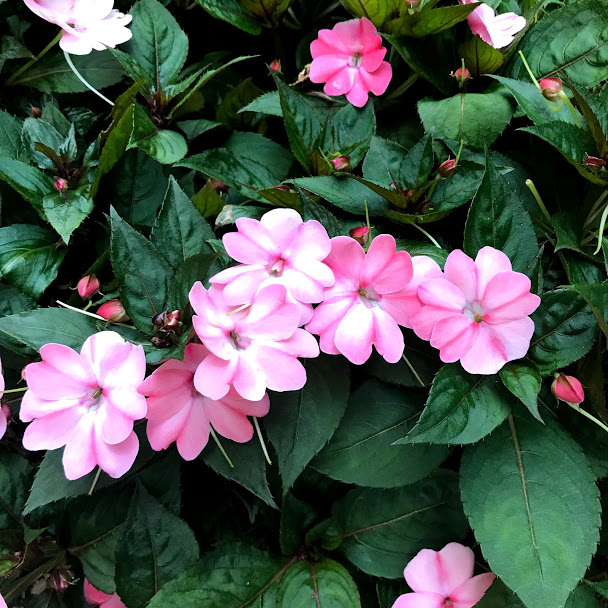 JUST FLAILING ABOUT | Simple and Serene Living