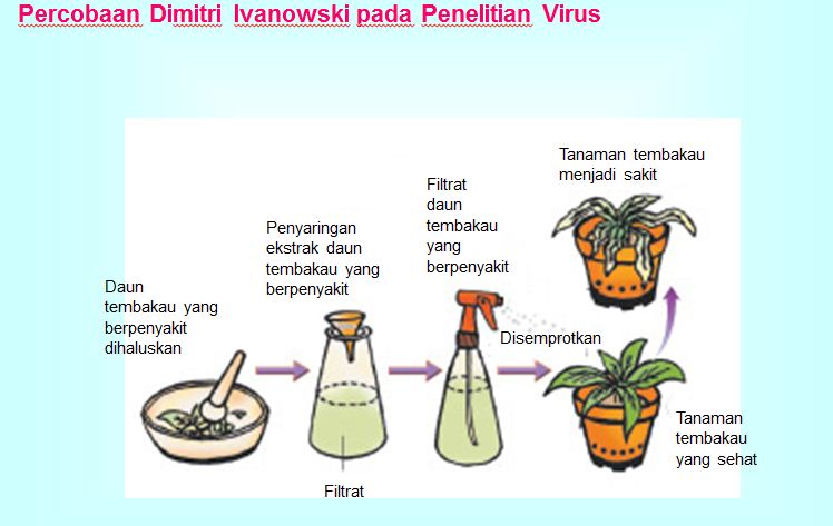 Percobaan Dmitri Ivanovsky pada Penelitian Virus