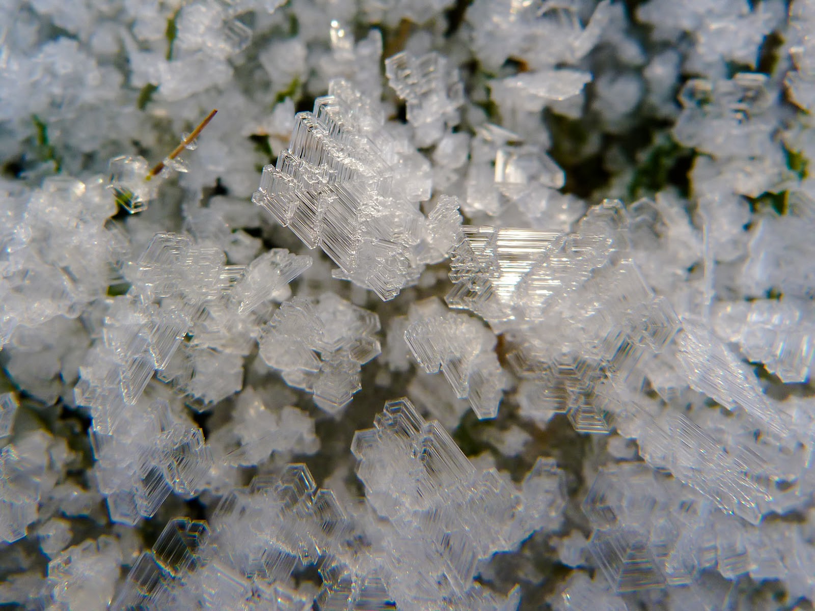 Frosts - Magnifying The Unseen |Blissful Solitary Wanderings