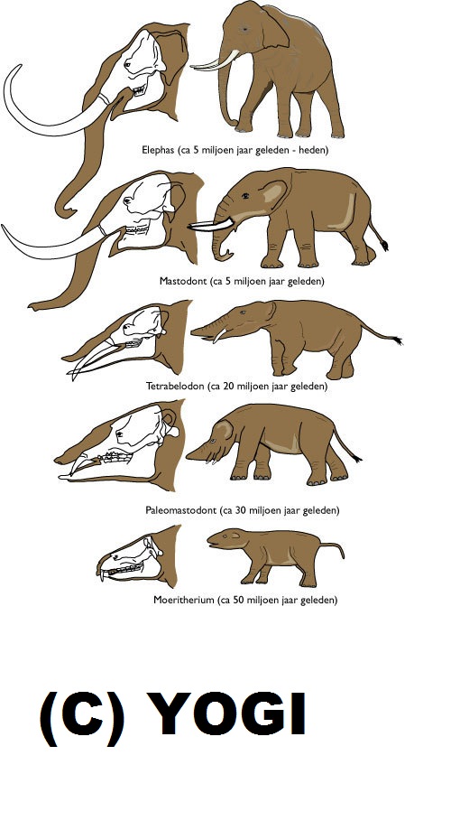 Evolution Of Elephants