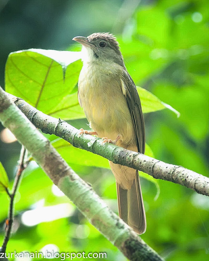 Zul Ya - Birds of Peninsular Malaysia: Grey Cheeked Bulbul