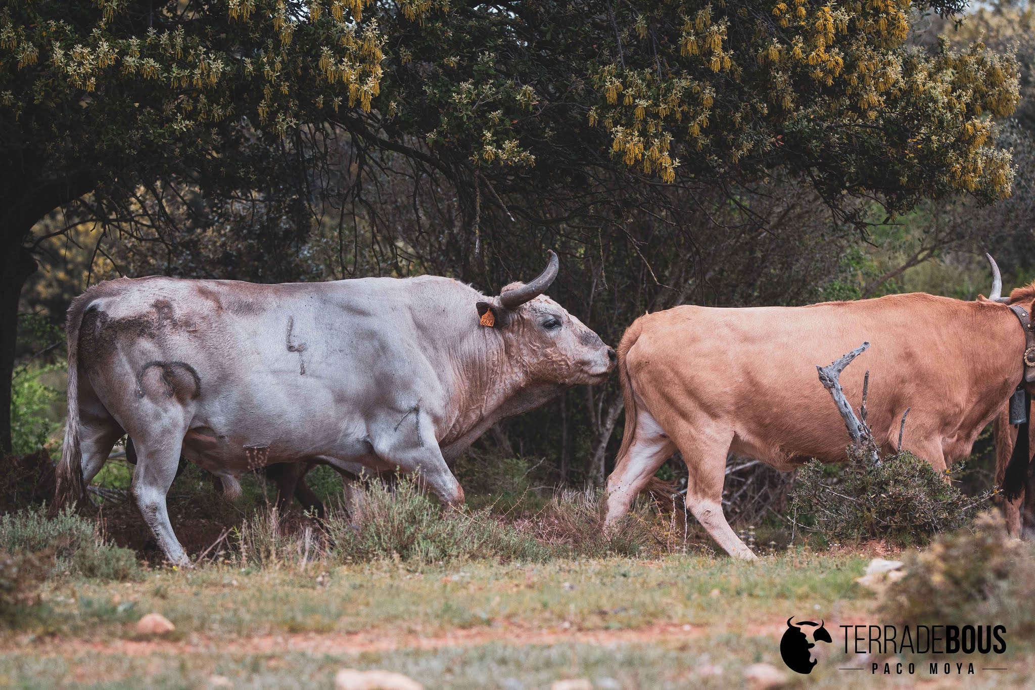 LA HORA DEL SEMENTAL