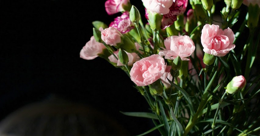 Lunch & Latte: carnations in winter