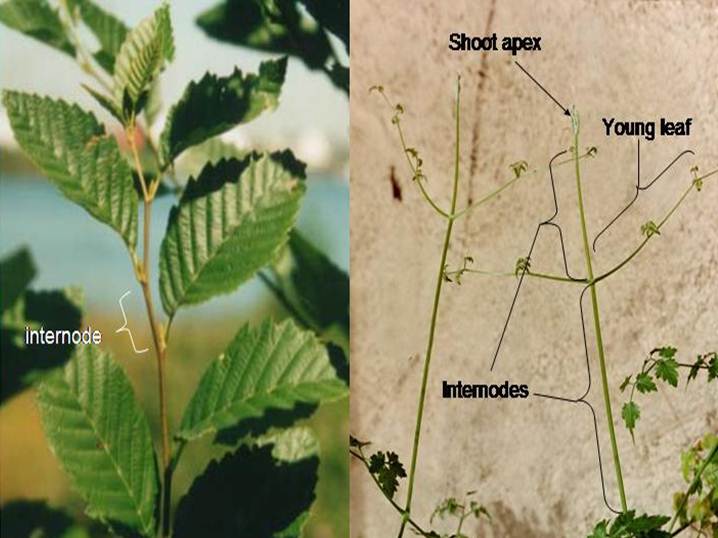 Botany Professor: The long and short of it - the story of internodes