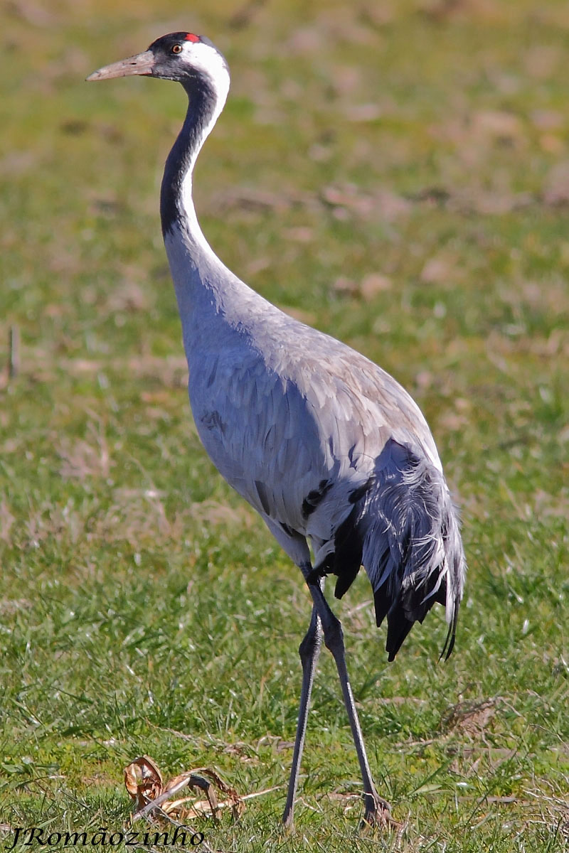 Pescador de aves: Grou comum