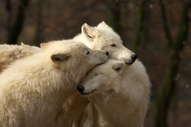 White Wolf : Video : Arctic White Wolves in the Wild