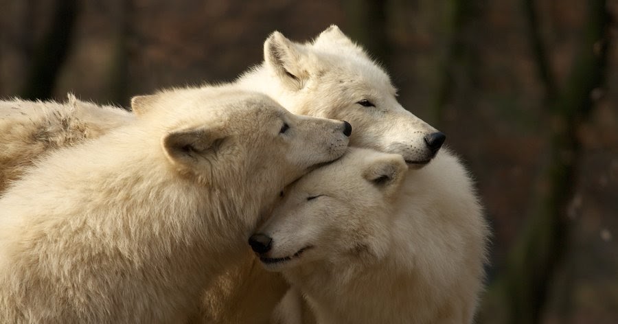 White Wolf : Video : Arctic White Wolves in the Wild