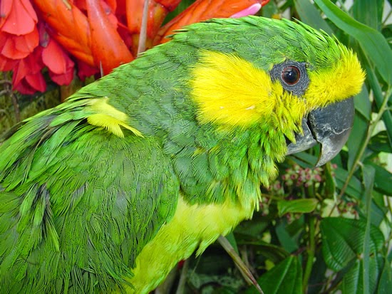 ANIMALES EN VÍA DE EXTINCIÓN : LORO ORIJIAMARILLO