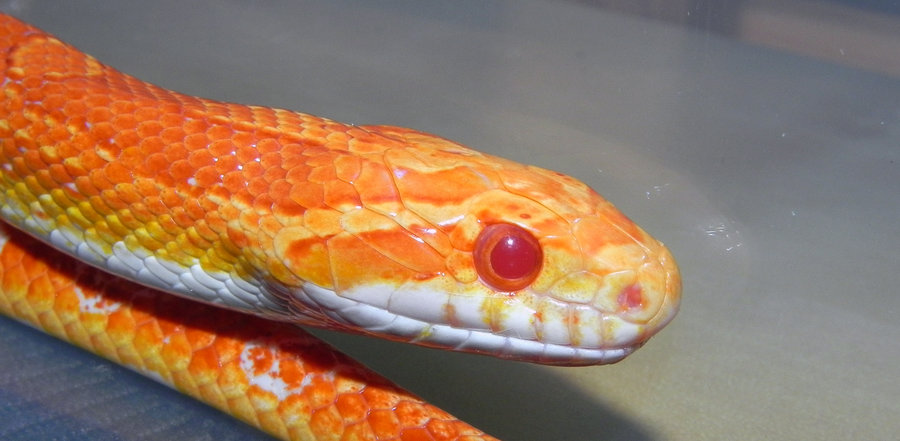 Our Beautiful World: Beautiful red snakes