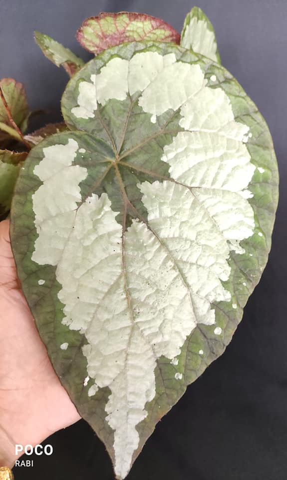 Garden Chronicles of James David: Begonia 'Silver Queen'