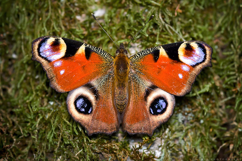 Atrej photography: babôčka pávooká