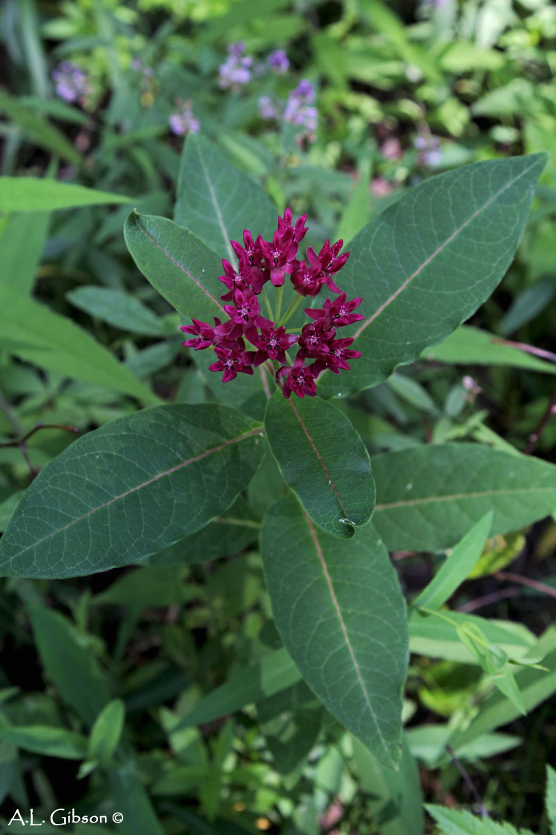 The Buckeye Botanist: A Guide to the Milkweeds of Ohio