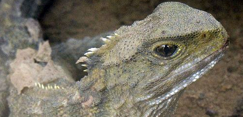 Serpent Research: A new sphenodontid beakhead from the late Jurassic