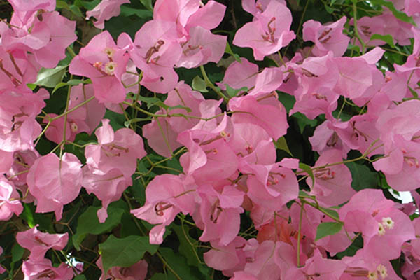 Bugenvil (Bougainvillea sp.) - Tanaman Hias Lanskap