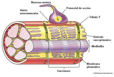 Biología Humana: SISTEMA MUSCULAR: CÉLULA MUSCULAR Y CONTRACCIÓN