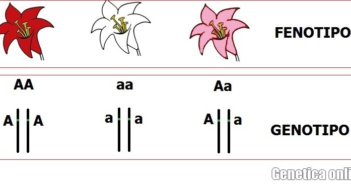 Gregor Mendel : Genotip/Fenotip i freqüències