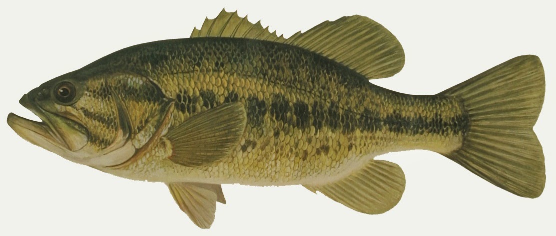 Take it Outside: Fish Iowa!: Iowa Fish Species