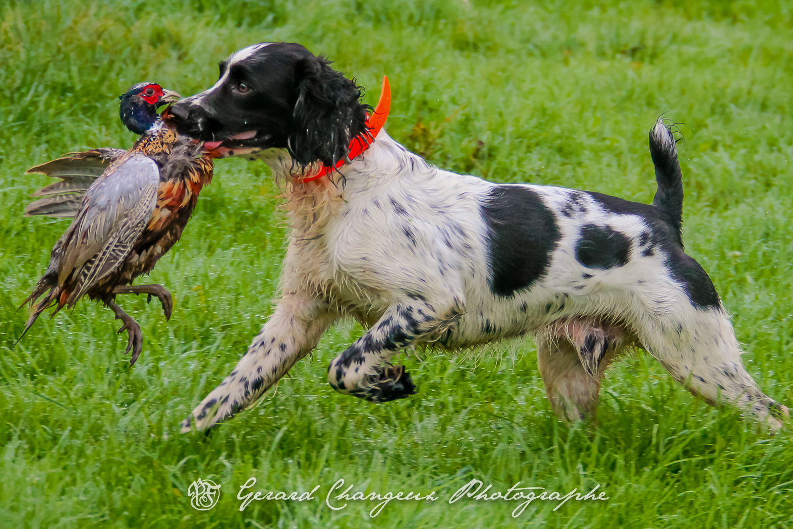 Le Blog de Photos de Chasse: Suite des chiens de chasse au travail ...