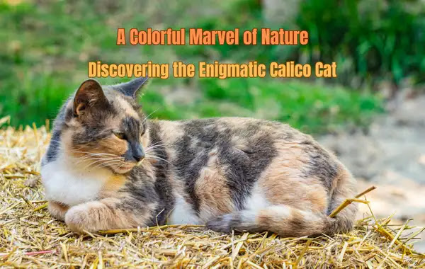 Discovering the Enigmatic Calico Cat: A Colorful Marvel of Nature