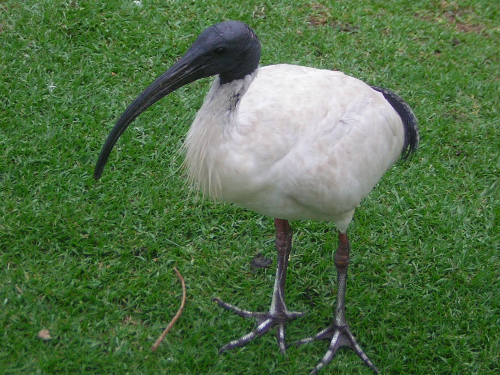 Birding For Pleasure: Tea For Two - with an IBIS!