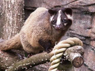 EKOGEO: MUSANG : KARNIVORA BERBAU KHAS