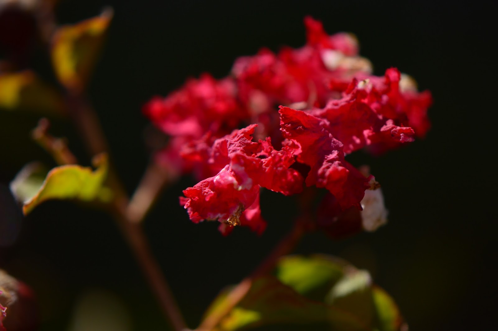 A Small, Sunny Garden: A Bit of Dynamite for the Garden