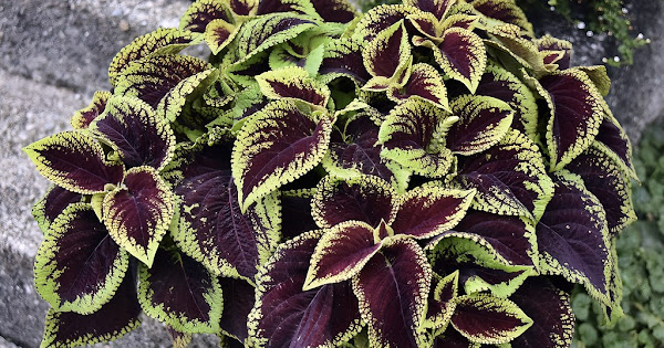 Kong Coleus care and culture | Travaldo's blog