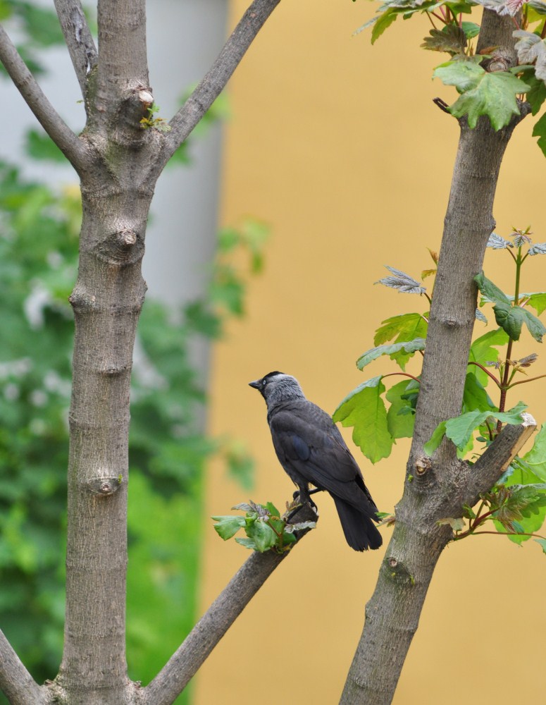 Catalin Negru: Puiul...de Stancuta