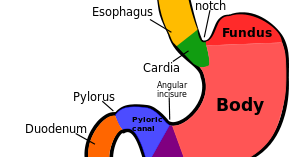 Microscope World Blog: Stomach Fundic Region under the Microscope