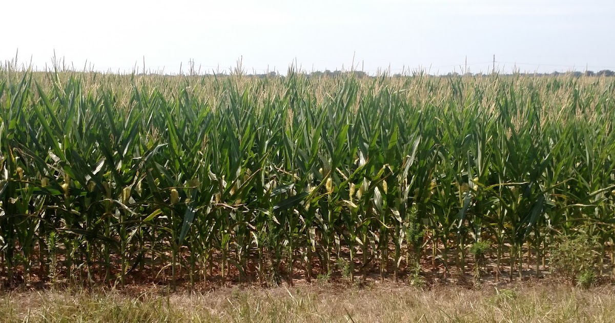 Observations in Agriculture: Southern Corn Rust