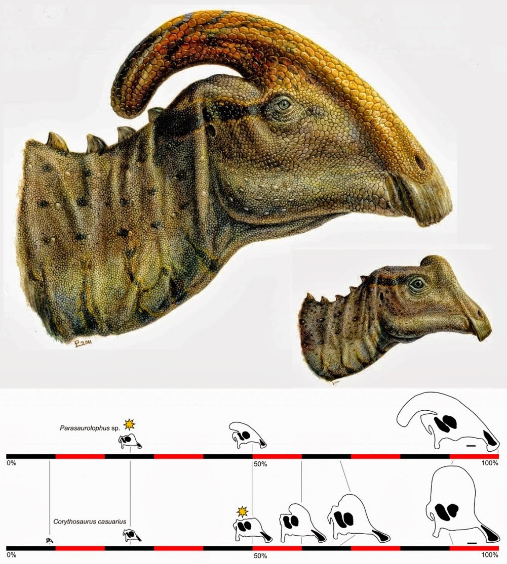 Species New to Science: [Paleontology • 2013] “Joe”, a juvenile ...