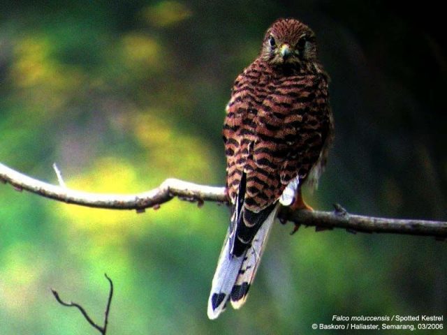 EKOGEO: FALCON (ALAP-ALAP) : JENIS BURUNG PEMANGSA YANG ADA DI INDONESIA